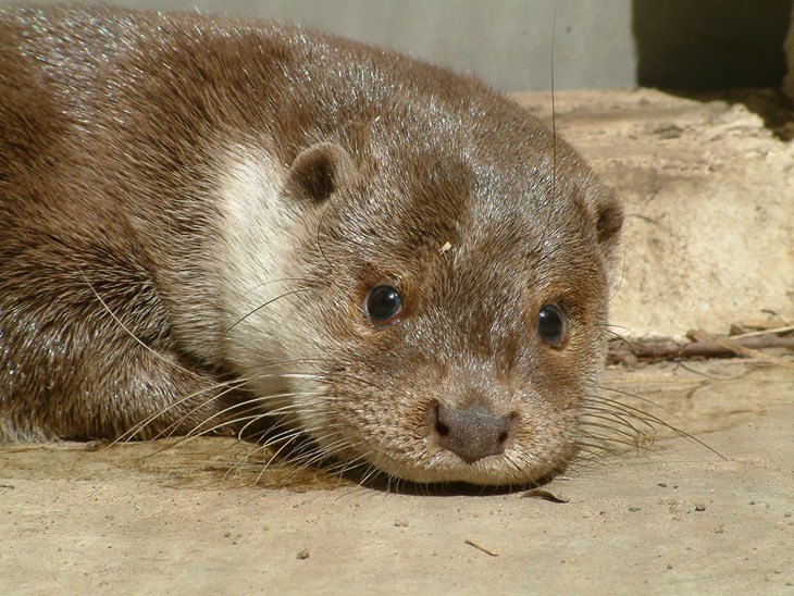 Zweite Chance für Otter-Findelkinder